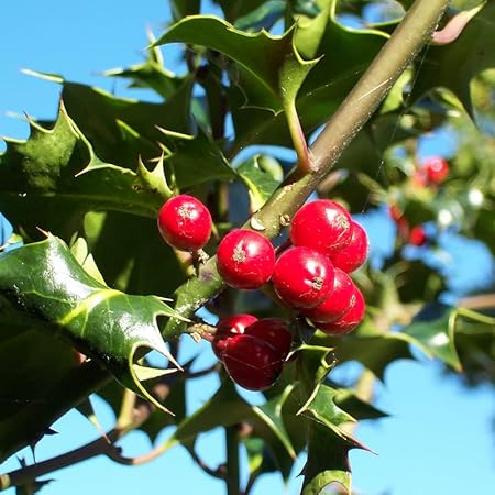 Amazon.com : Foster Holly Tree Live Plant, Live Holly Shrub Bush from 6 ...