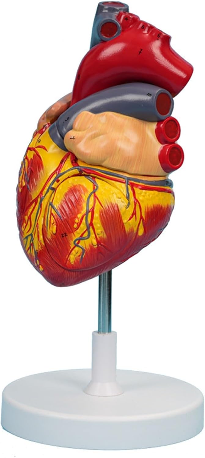 Heart Model, 2-Part Life Size Heart Medical Model, Heart Model Anatomy ...