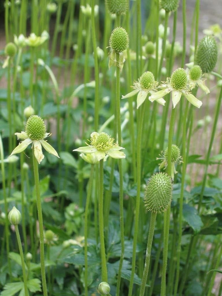 Amazon.com: Tall Thimbleweed (Anemone virginiana) 15ct. packet of seeds ...