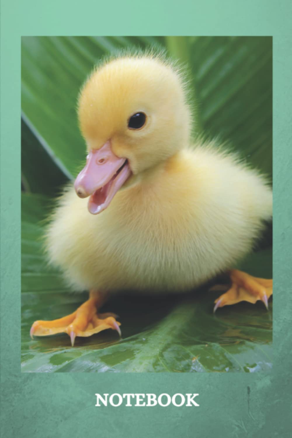 Tusenfryd Duck Baby Canada Goose Gjess Fugler Gratis Foto På