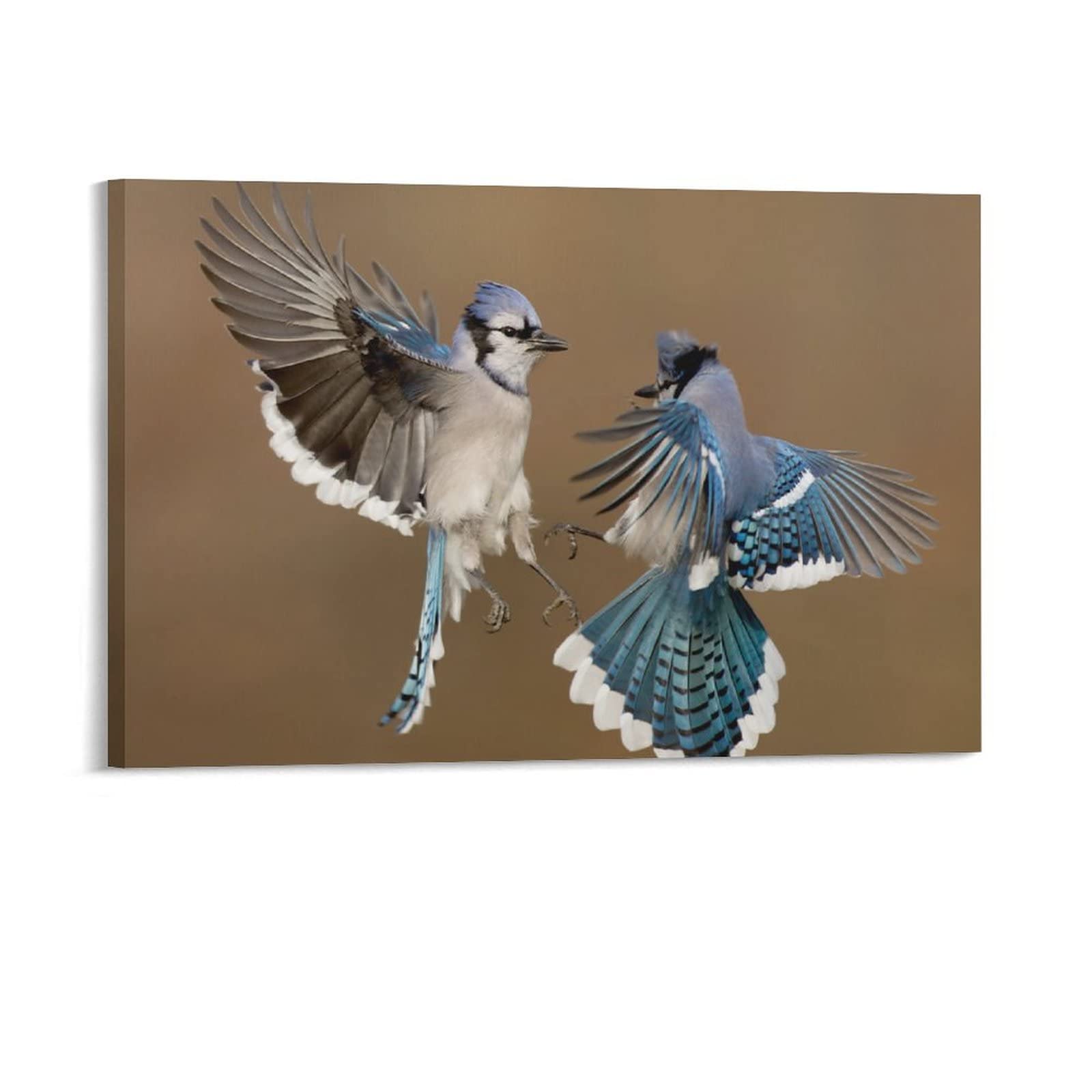 Blue Jay Fight