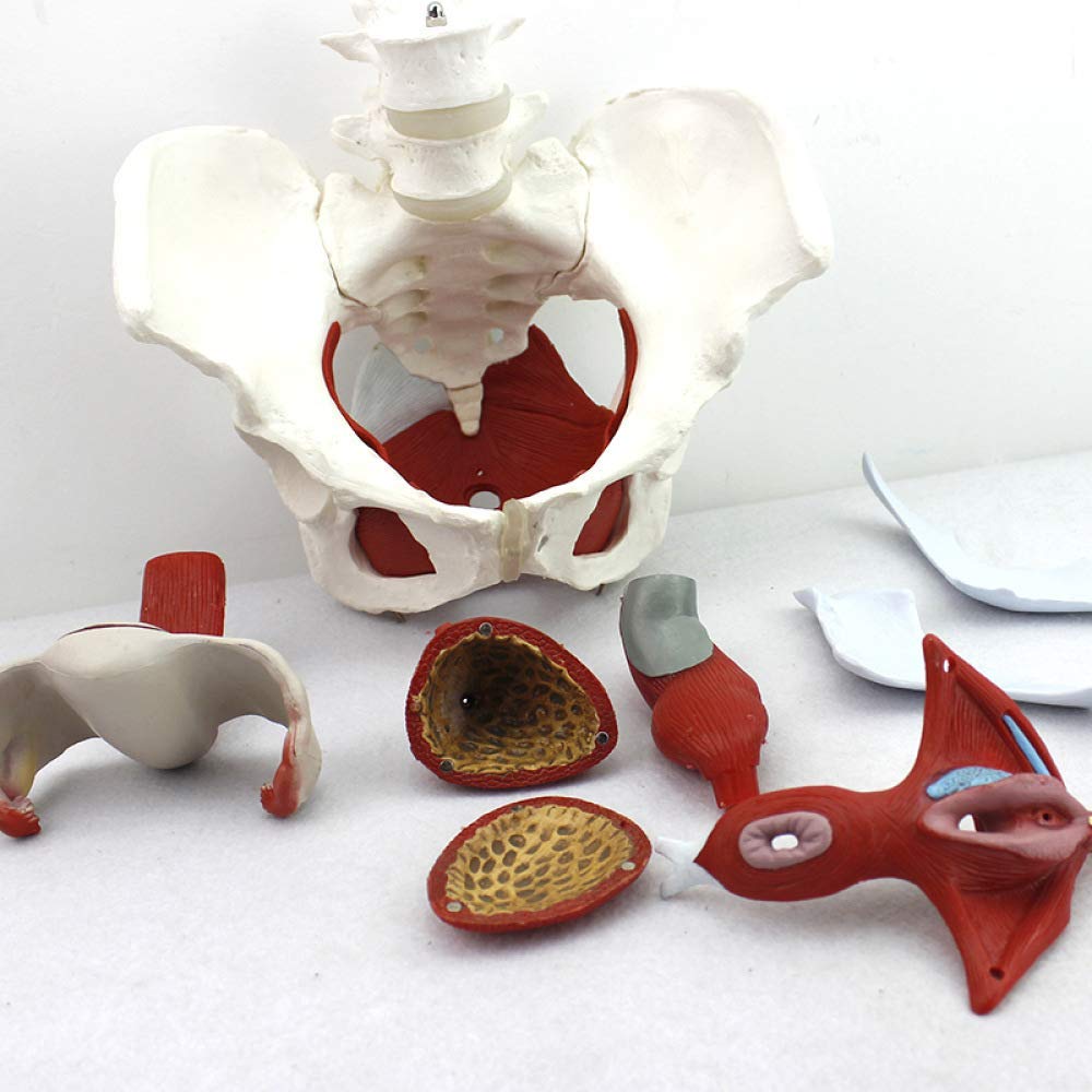 Buy XHLLX Female Pelvis Model - Life Size Pelvic Floor Muscle Model ...