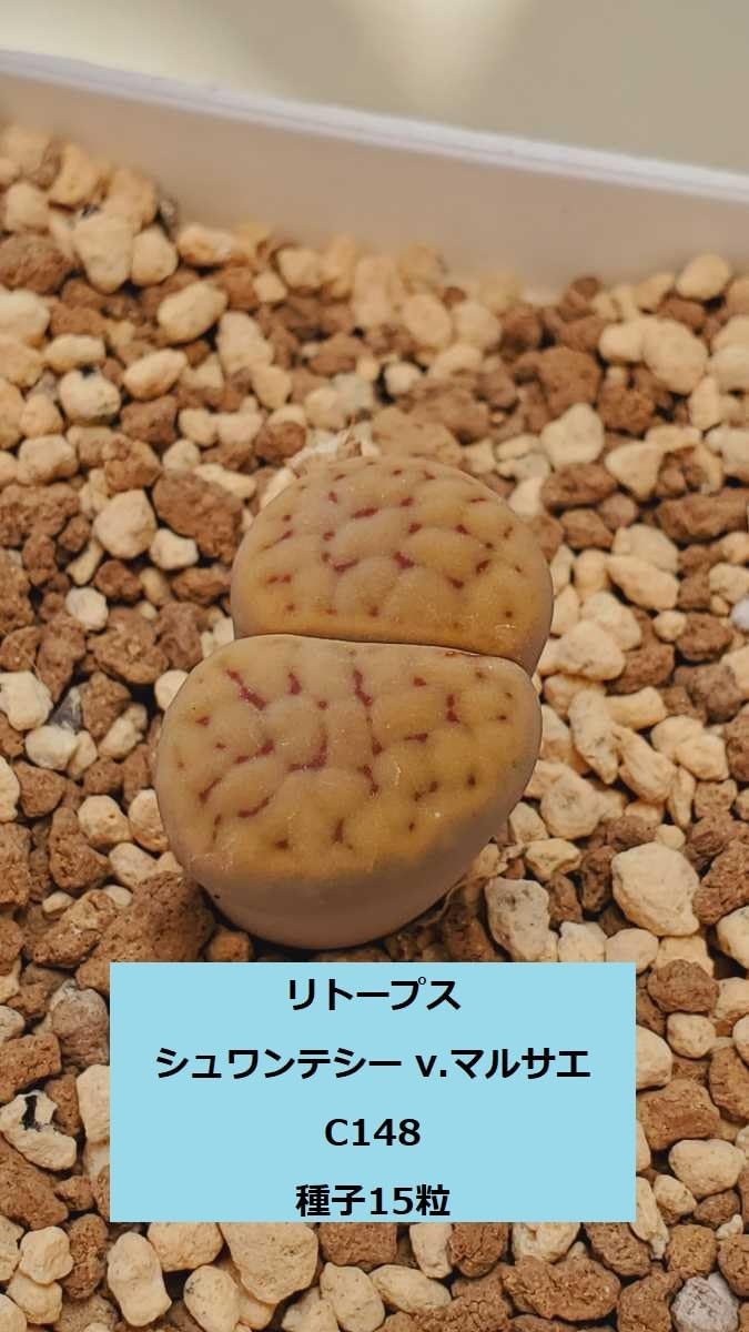 Amazon.co.jp: リトープス シュワンテシー v.マルサエ C148 種子15粒 : ホビー