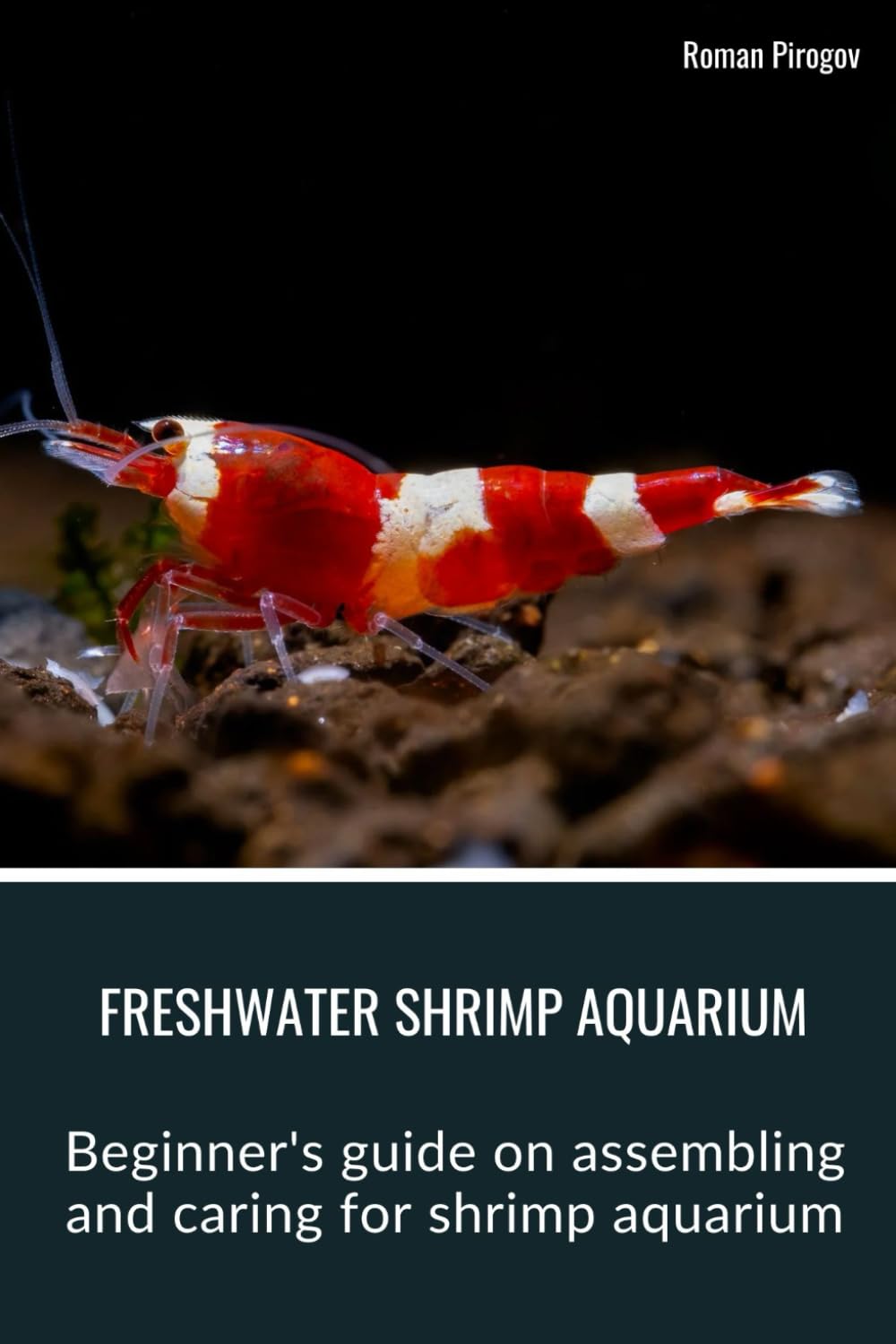 Freshwater Shrimp Aquarium: Beginner's guide on assembling and caring ...