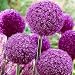 Amazon.com : Giant Purple Allium Bulbs for Spring Planting Outdoors ...