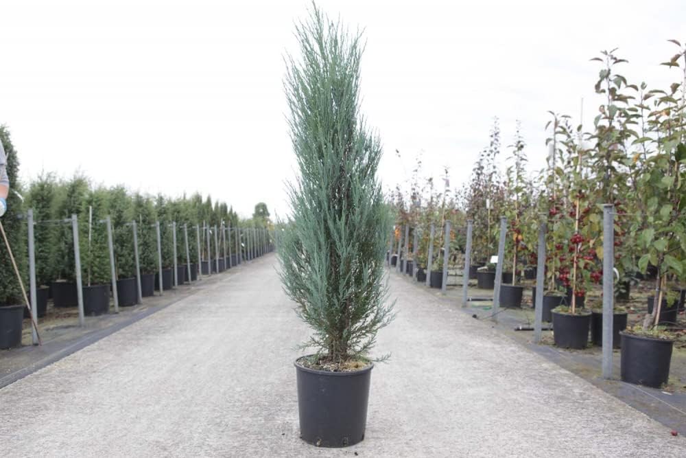 Plant theory Blue Arrow Rocky Mountain Juniper Conifer Tree Scopulorum ...