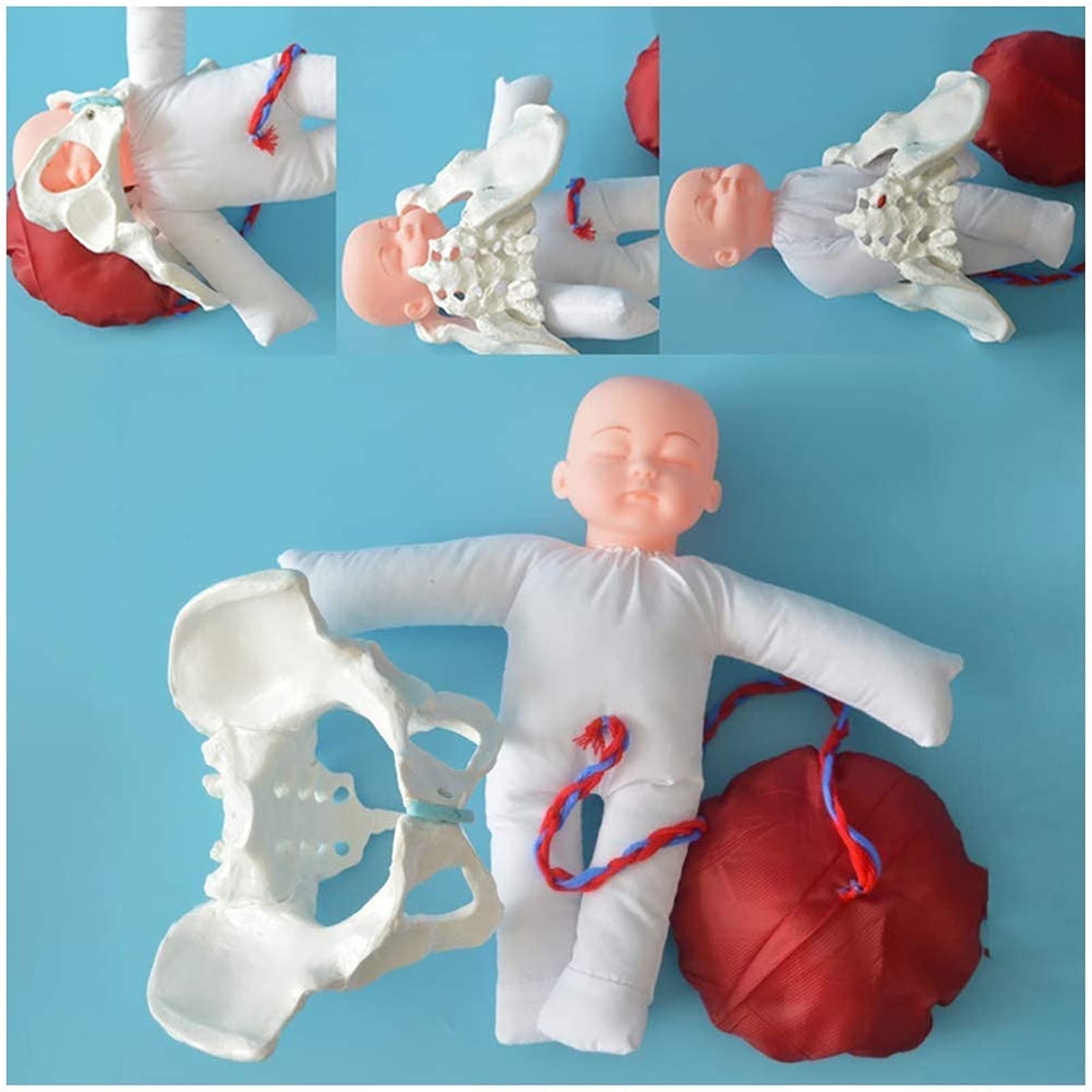 Buy Female Pelvis Childbirth Model - Childbirth Demonstration Pelvic ...