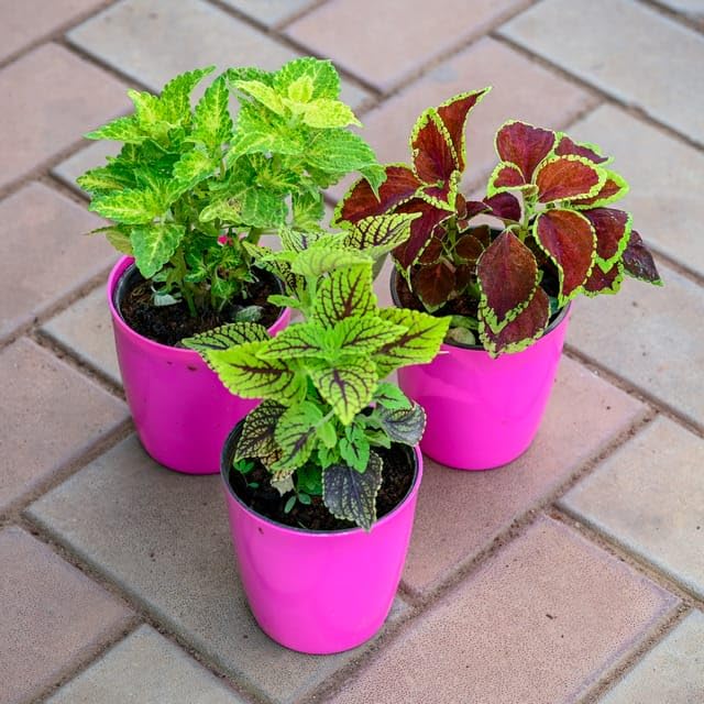 Set of 3 - Coleus Green, Red Green & Brown (any design) in 5 Inch Plant ...