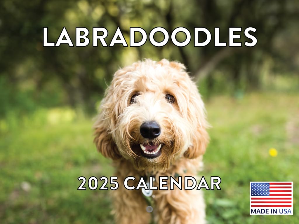 Snapklik.com : Labradoodle Calendar 2025 Monthly Wall Calender 12 Month ...