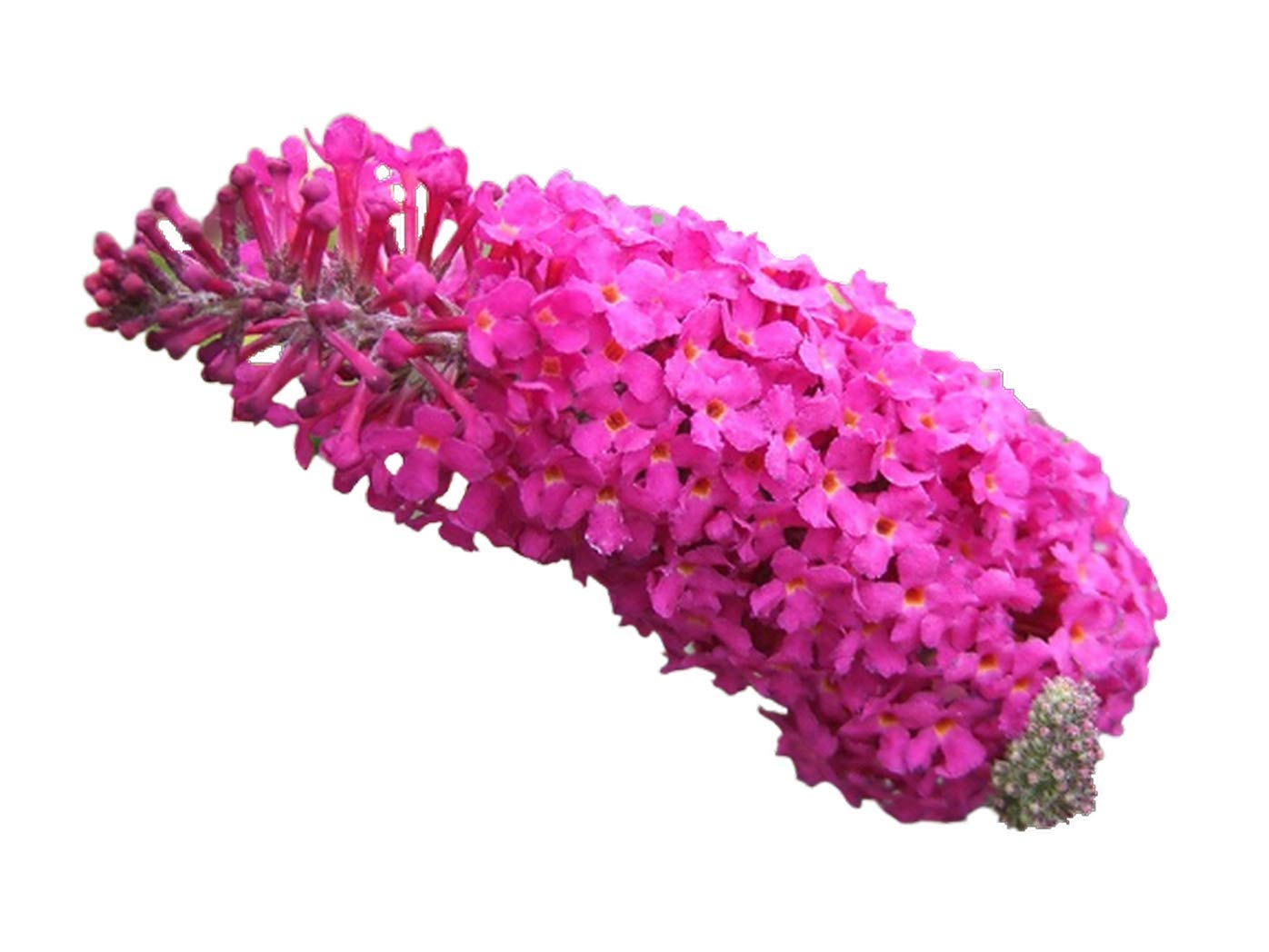 Butterfly Bush Dwarf Miss Ruby 100 Seeds Buddleja Buddleia Davidii ...