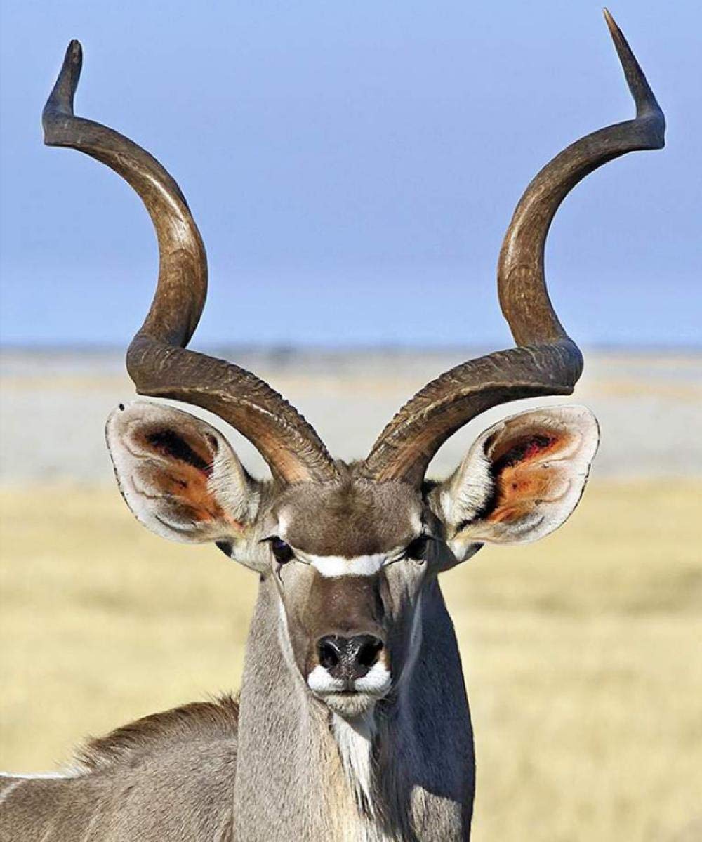 Antelope Horns