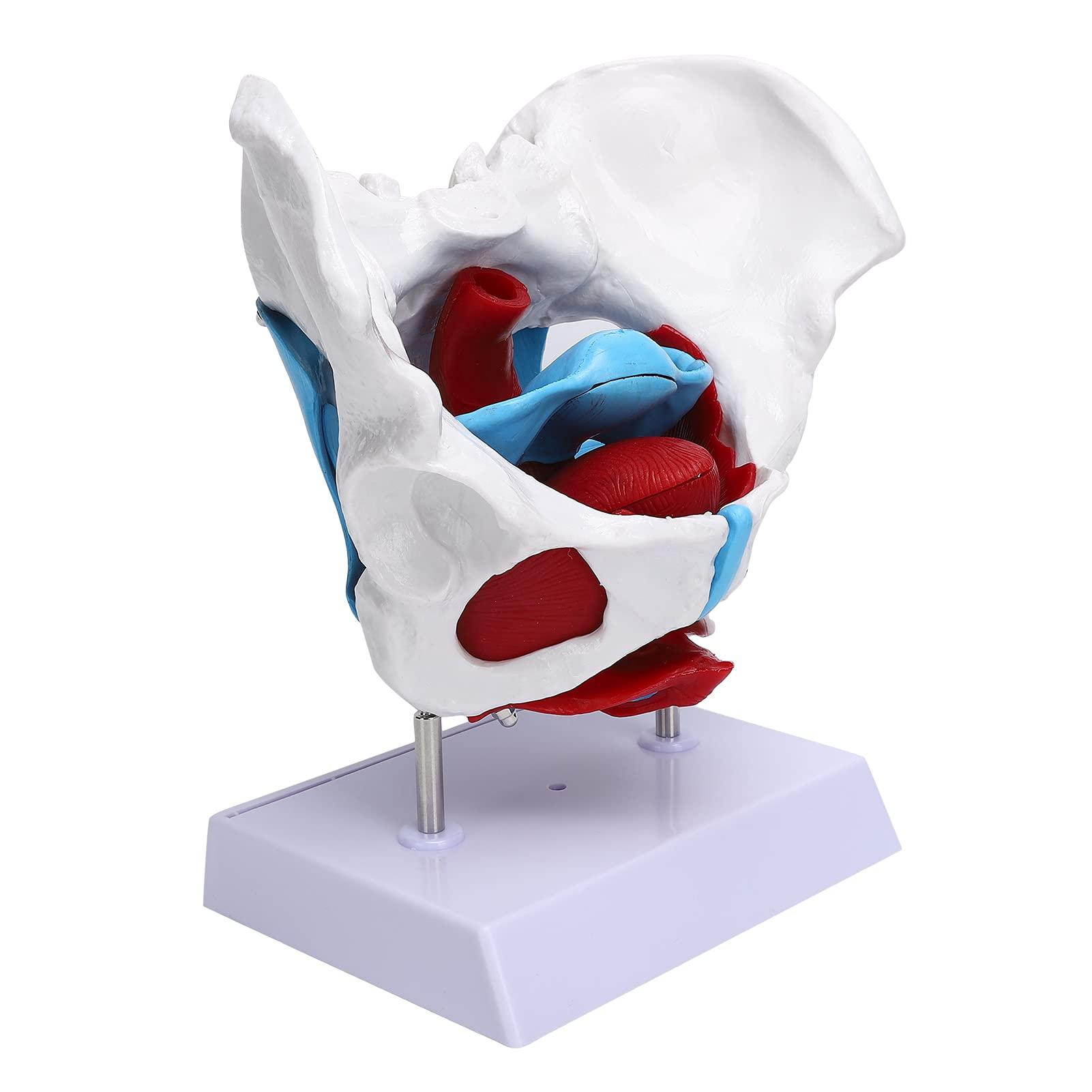 Pelvic Floor Muscle Model Pelvis Model Female Pelvic Floor Model ...