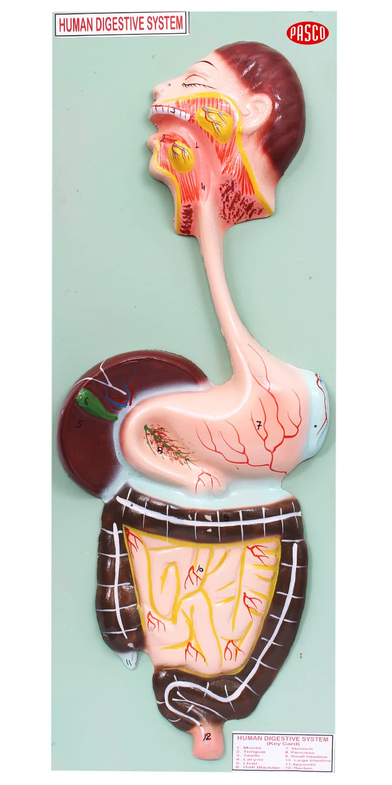 Digestive System Model School Project