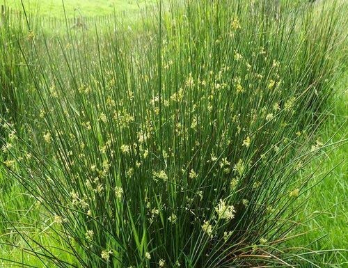 Juncus Diffusissimus