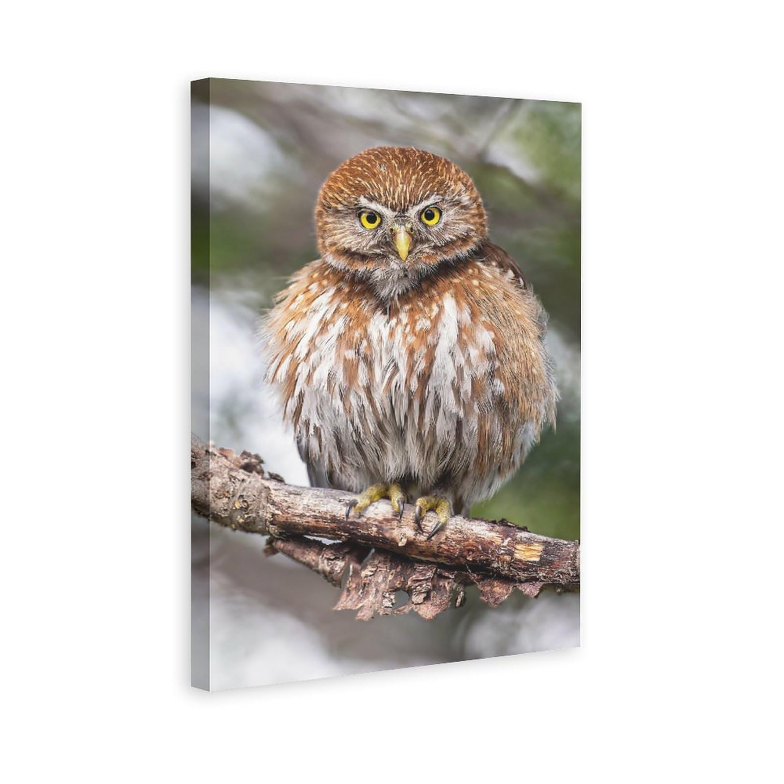 Cute Baby Pygmy Owl