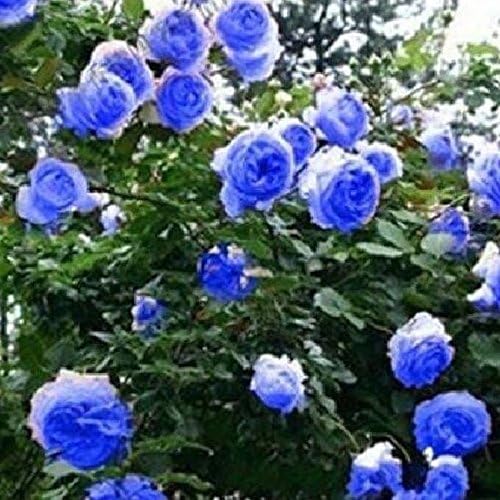 Blue Climbing Rose Seeds : Amazon.ca: Everything Else