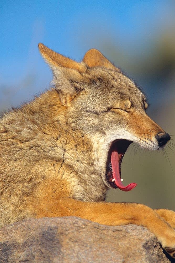 Angry Coyote