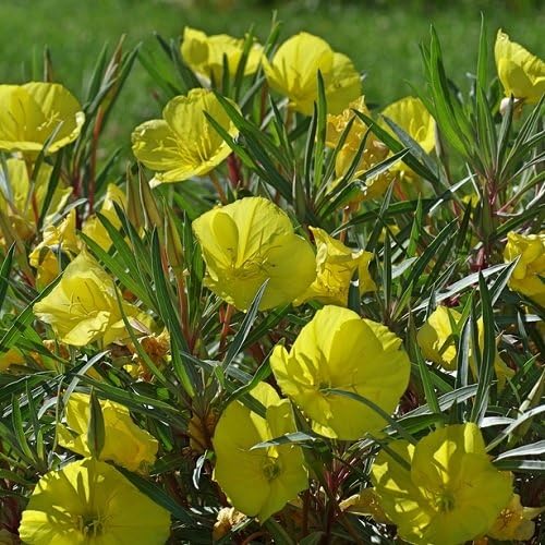 Oenothera macrocarpa/Dwarf Evening Primrose/Ozark Sundrops/Hardy ...
