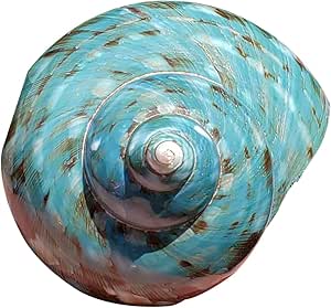 Large Natural Sea Shells, Natural Extra Large Conch Large Seashell ...