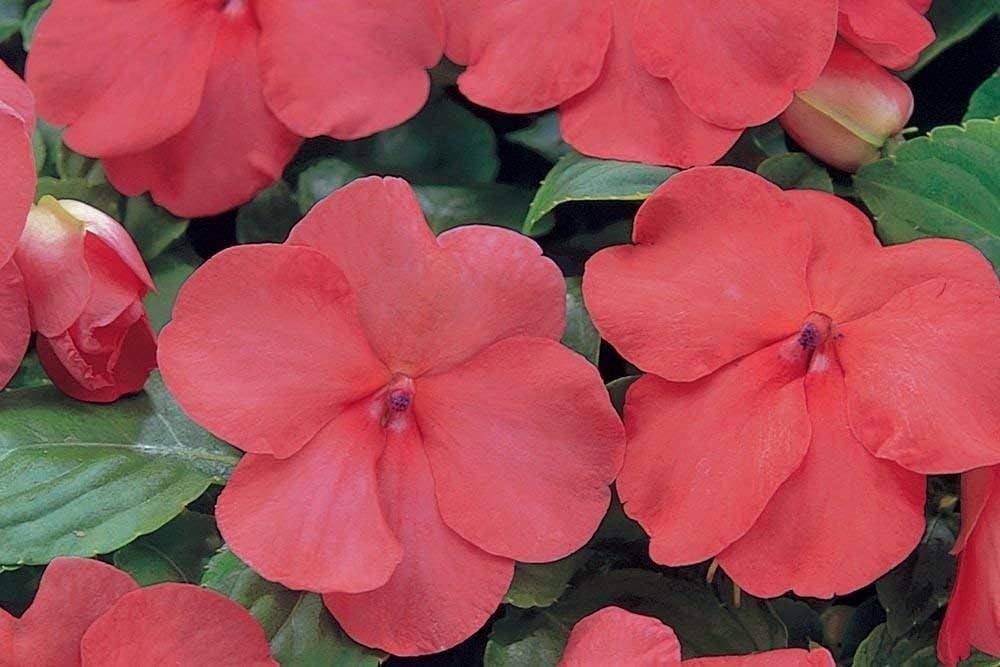 Amazon.com: 50 Seeds of Impatiens Super Elfin XP Salmon : Patio, Lawn ...