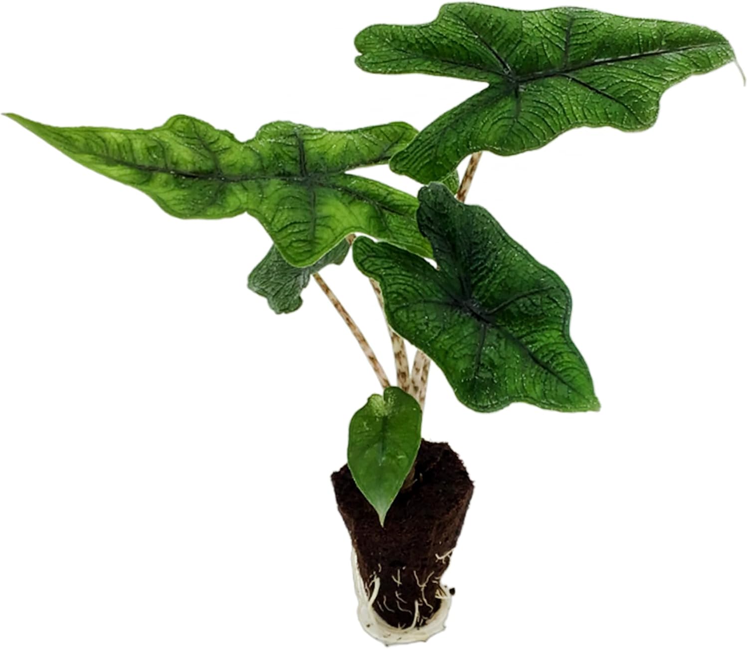 Amazon.com : Alocasia Jacklyn Starter Plant : Patio, Lawn & Garden