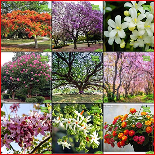 Buy Creative Farmer Plant Seed Combo Tree Seeds : Blue Jacaranda ...