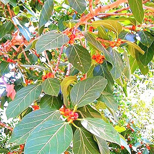 Indiana Banyan tree Marri chettu Ficus benghalensis Barh Alai Khongnang ...