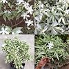 Variegated tagar garden plant pack of 2 plant : Amazon.in: Garden ...