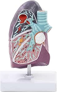 Amazon.com: Pathology Lung Model,3D Human Lung Anatomical Model with ...
