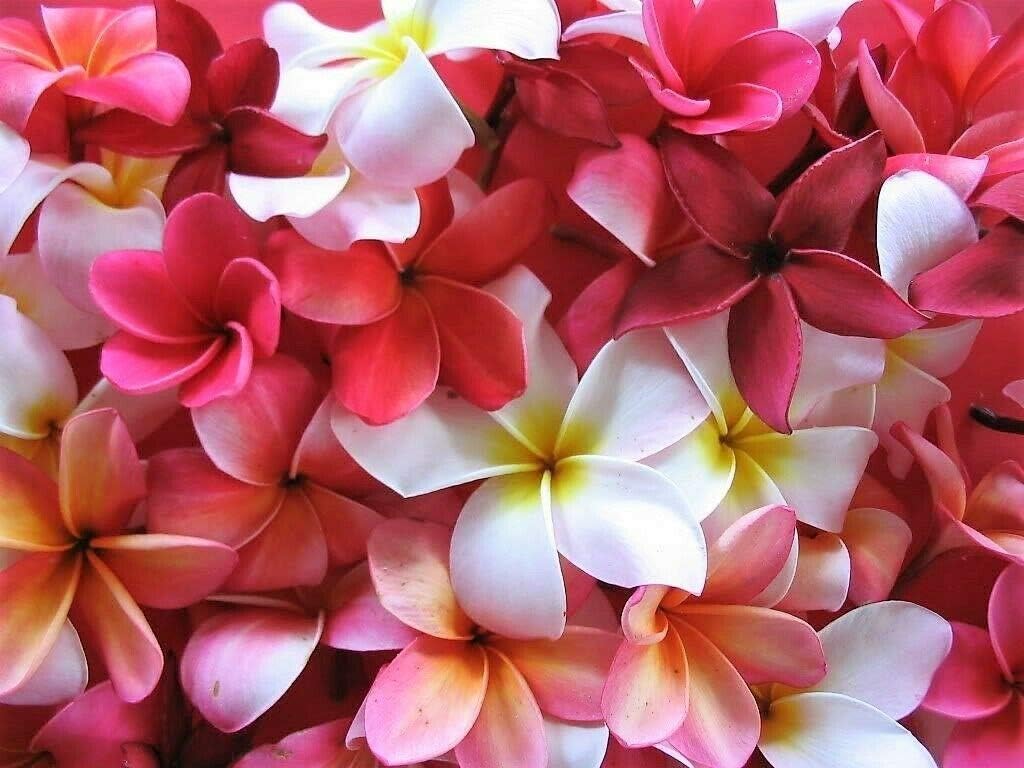 Amazon.com : Mixed Colors Plumeria Seeds - Lei Flower Frangipani Mix ...