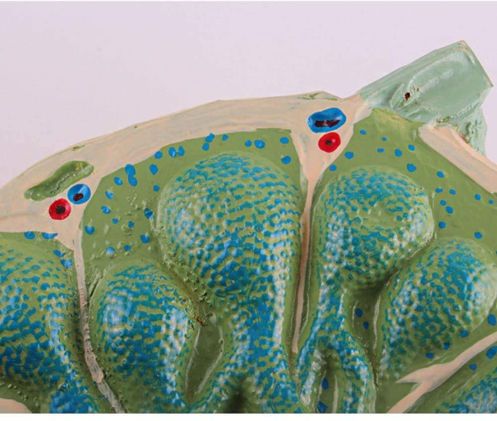 Modello Anatomico Del Linfonodo