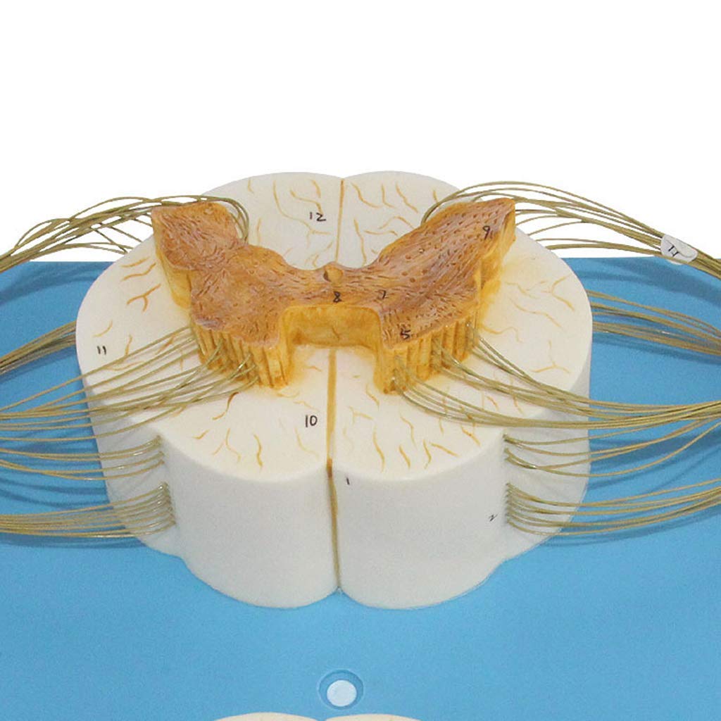 Buy Experimental Teaching Research Tools Nervous System Model - Spinal ...