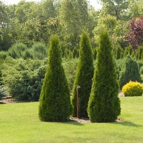 Buy Pyramidal American Arborvitae Tree (Thuja occidentalis) 40+ Online ...