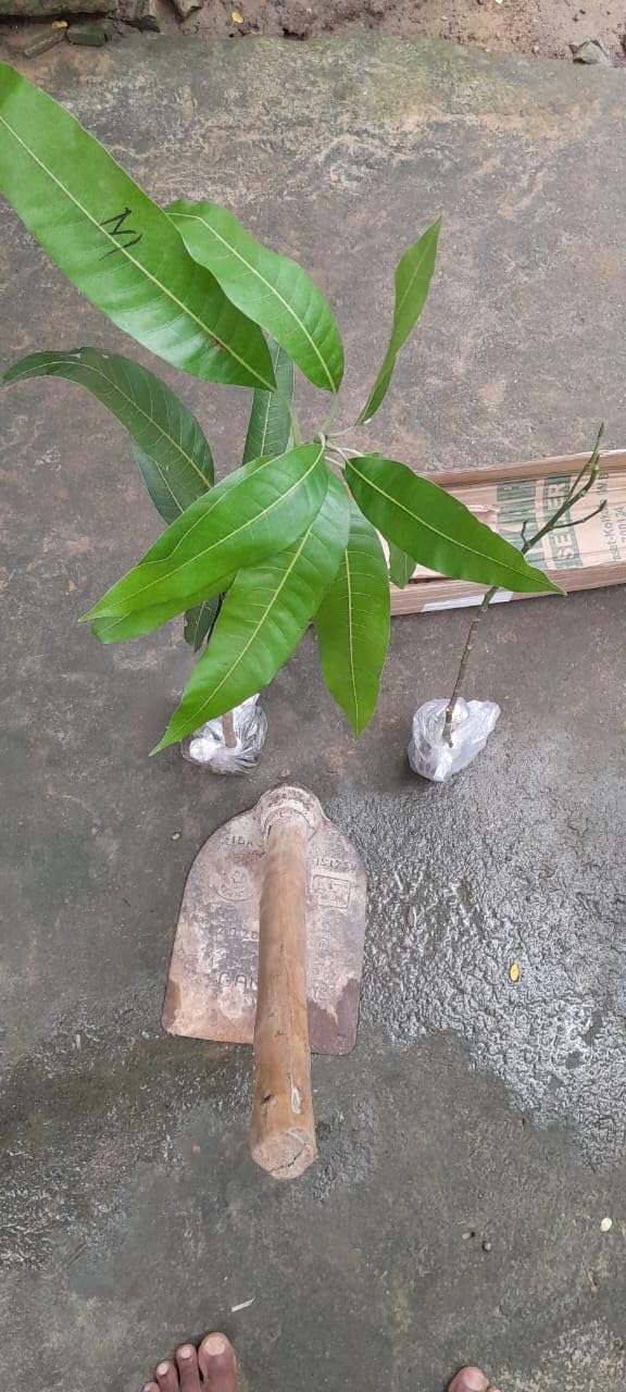 Greenery Nursery Japanese Miyazaki Mango Tree (Grafted) Sweet Red ...