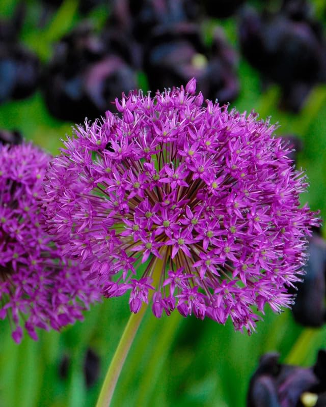 Allium Splendor A Guide Colorful Gardening Allium Flower Bulbs Growing ...