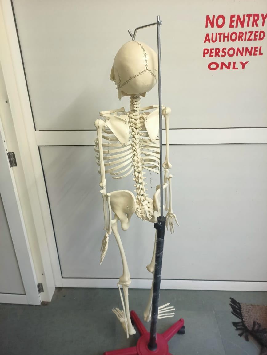 WKM Articulated Human Skeleton Model with Stand (5 feet) / Anatomical ...