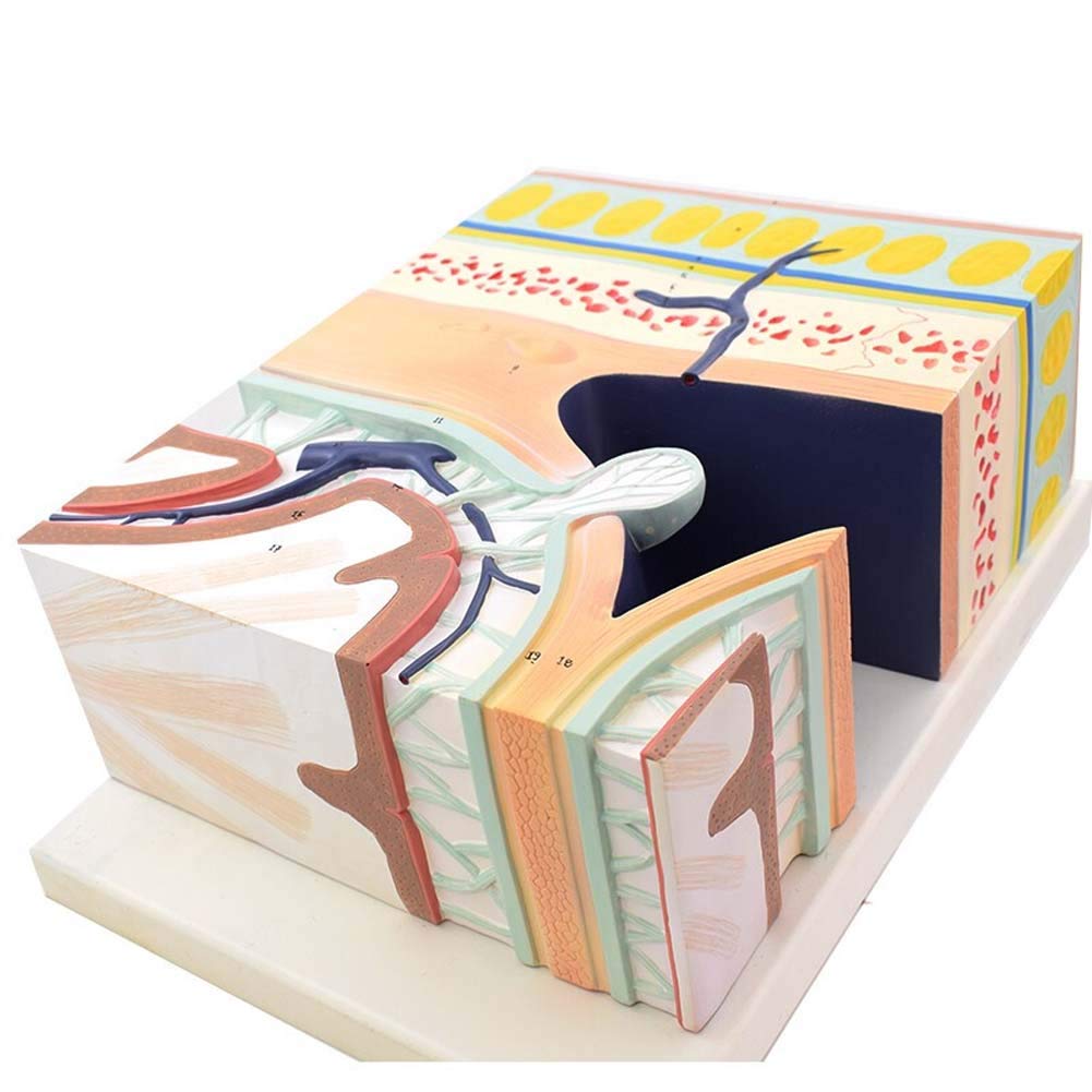 Buy Human Anatomical Model, Skull Base Layered Anatomical d Model ...