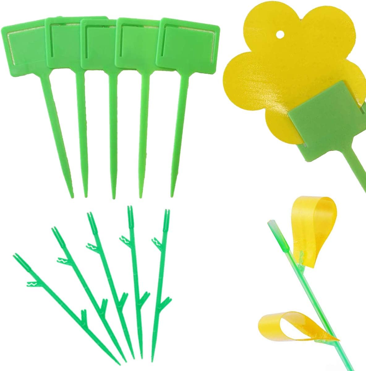QAQGEAR Gnat Traps for Flying Plant Insect(Fungus Gnats, Whiteflies ...