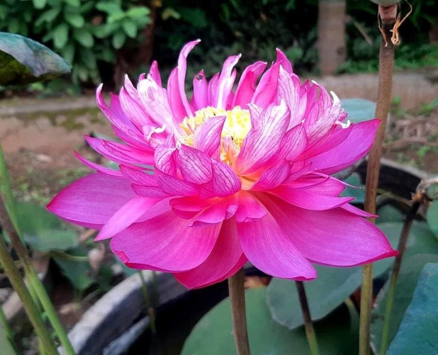 Indian Gardens - Say green, Stay green, Grow green Indian Gardens ...