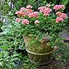Amazon.com : 2 Geranium Plants Live, Live Geranium Plant, Salmon ...