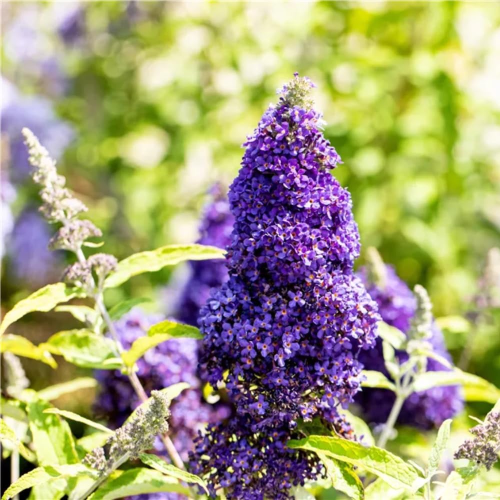 Amazon.com : 2 Butterfly Bushes Live Plants, Perennial Butterfly Bush ...