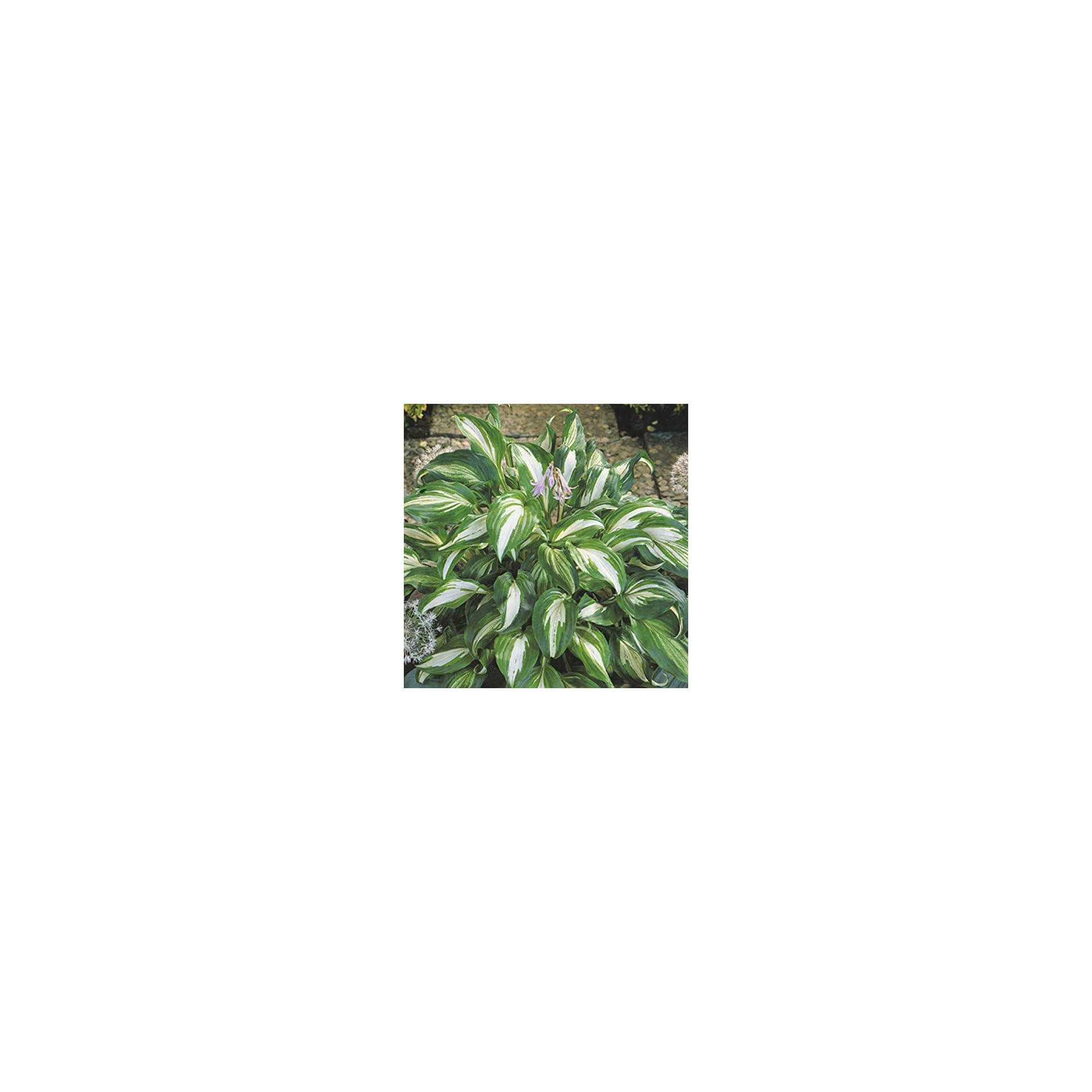 Abiqua Moonbeam Hosta - thehostafarm.com