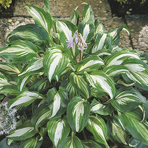 Abiqua Moonbeam Hosta - thehostafarm.com