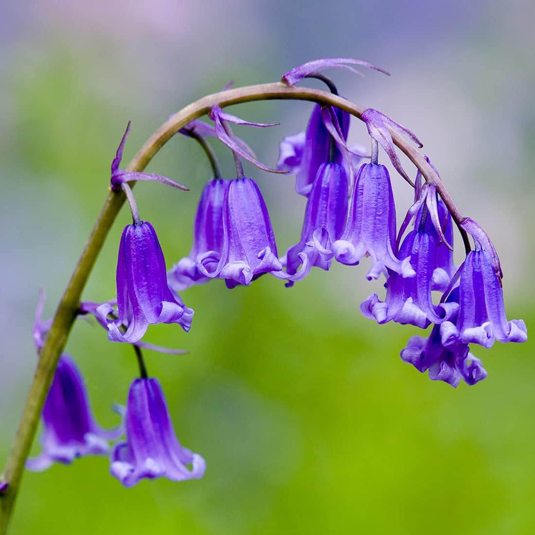 Woodland bulbs® 5 x Bluebell Bulbs - Spring Flowering Bulbs - Ready to ...