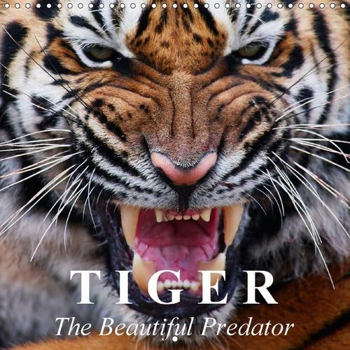 Tiger * The Beautiful Predator 2016: One of the most majestic animals ...