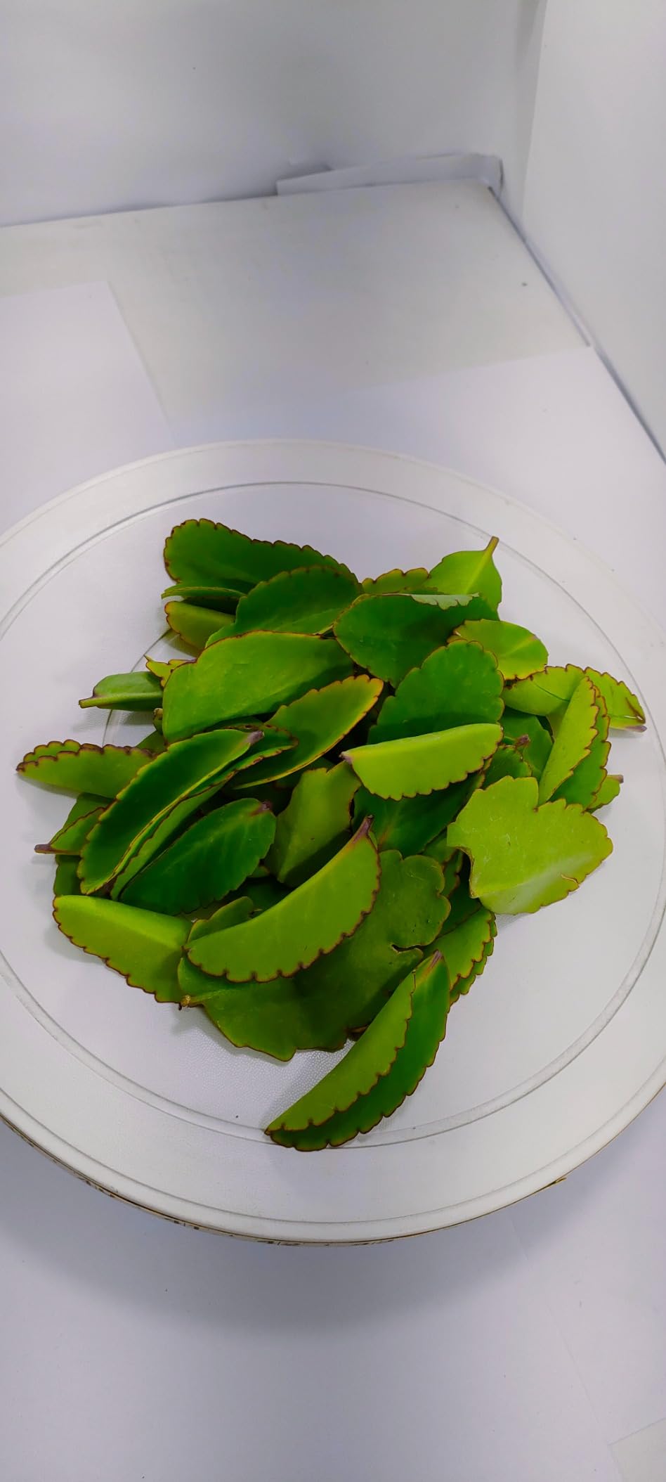 SelfLine | Patharchatta Leaves, Patharchatta juice krishna herbal ...