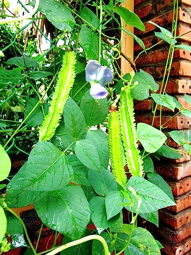 Winged bean - How to grow & care