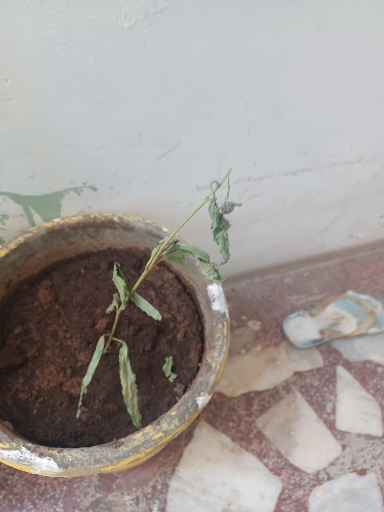 Creative Farmer Camphor Tree Cinnamomum Camphora Karpur Live Outdoor ...