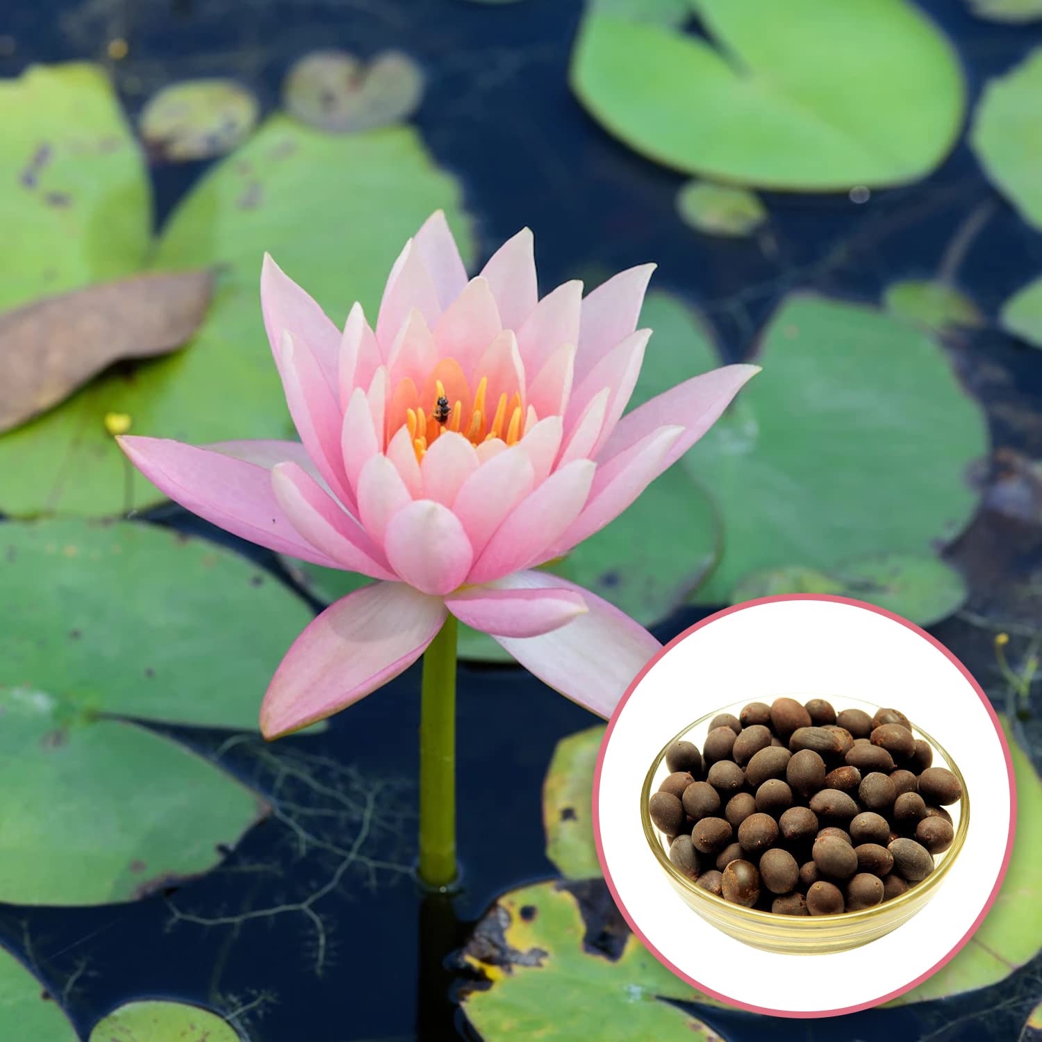 MyOwnGarden Lotus Seeds (20 Count) High Germination Rate - Magical ...