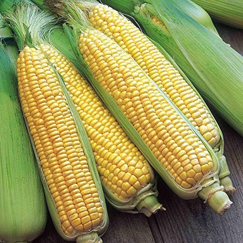 Suttons Sweet Corn Seeds - F1 Swift, Sweetcorn Seeds, Poaceae mays, 35 ...